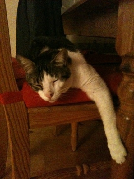 Character Cat Clarence – ALStrays Animal Welfare & Pet Ownership