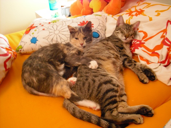 Lexi Kitten & Girlfriend – ALStrays Animal Welfare & Pet Ownership