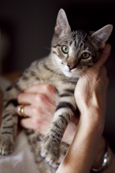 Lexi Kitten & Girlfriend – ALStrays Animal Welfare & Pet Ownership