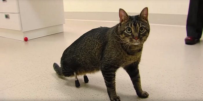 Prosthetic Legs For A Cat – ALStrays Animal Welfare & Pet Ownership