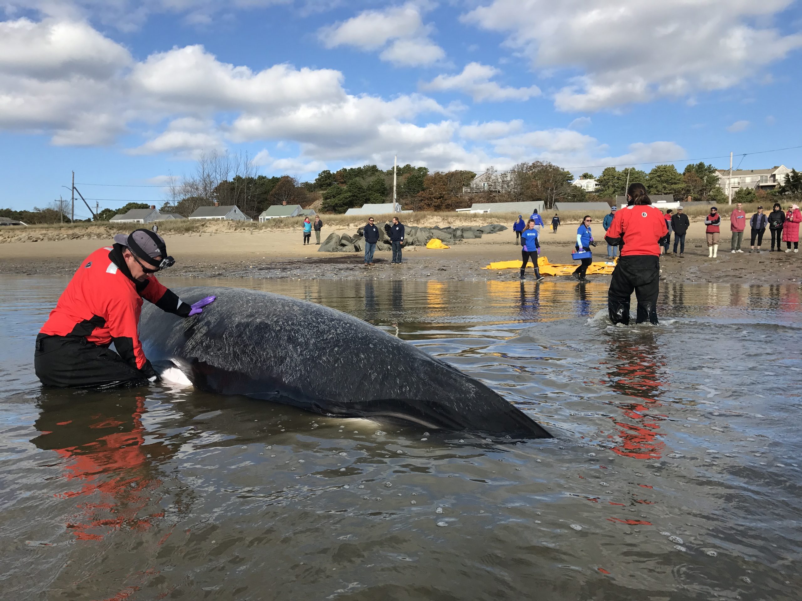 Saving a beached whale is no small feat – ALStrays Animal Welfare & Pet ...