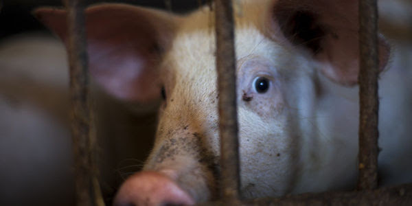 Smithfield Foods said they would improve their pigs’ lives. But after ...