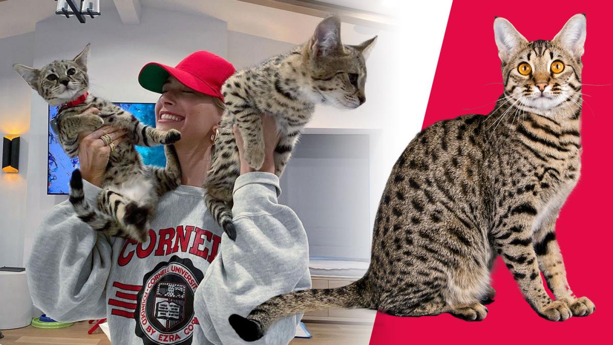 Charity calls for ban on crossbreeding wild and domestic cats ...