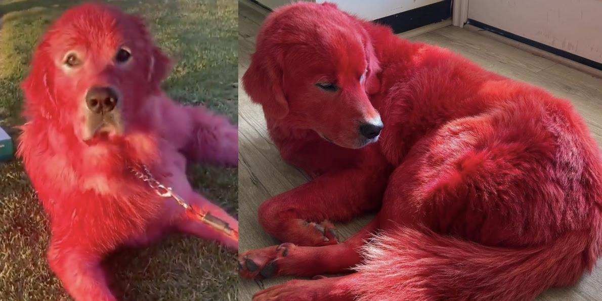 She dyed her dog bright red for internet views – ALStrays Animal ...