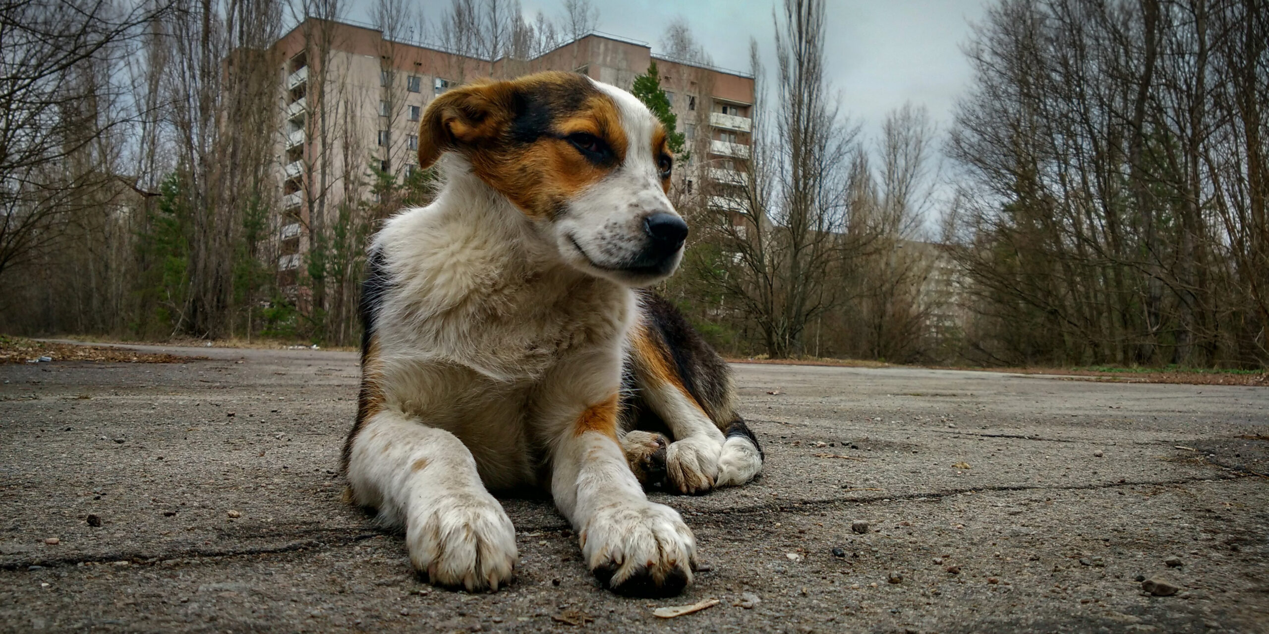 Innocent animals are not safe from the weapons of war – ALStrays Animal ...