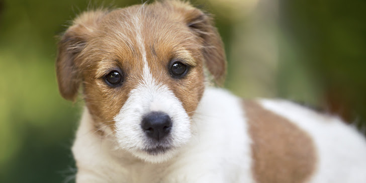 Switzerland lets people eat pet dogs and cats, even today – ALStrays ...