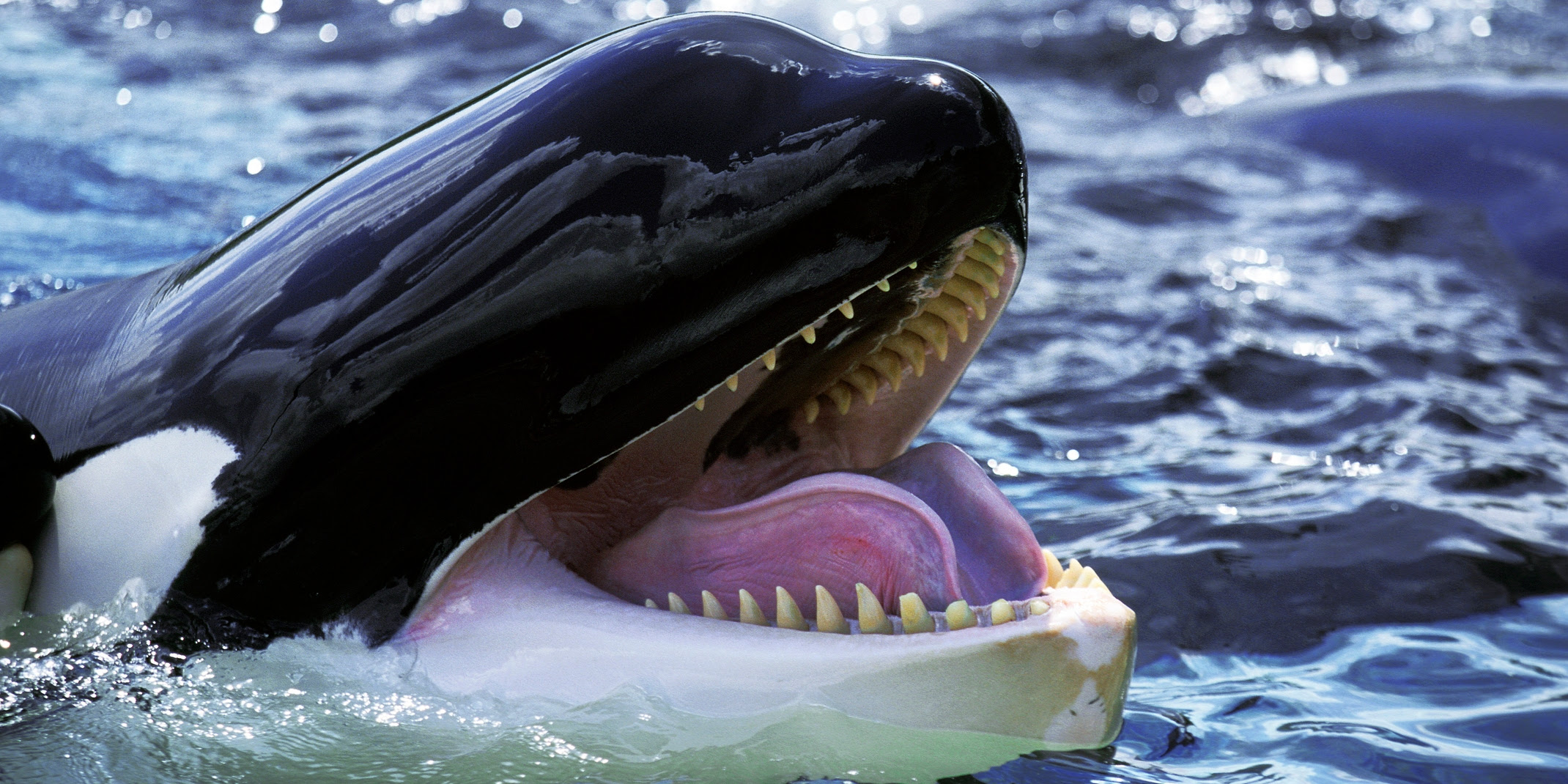 Corky the orca was brutally attacked at SeaWorld – ALStrays Animal ...