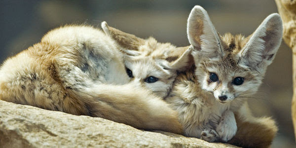 Save these unique and tiny foxes – ALStrays Animal Welfare & Pet Ownership