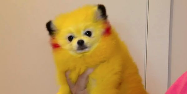 A fan dyed their dog to look like Pikachu – ALStrays Animal Welfare ...