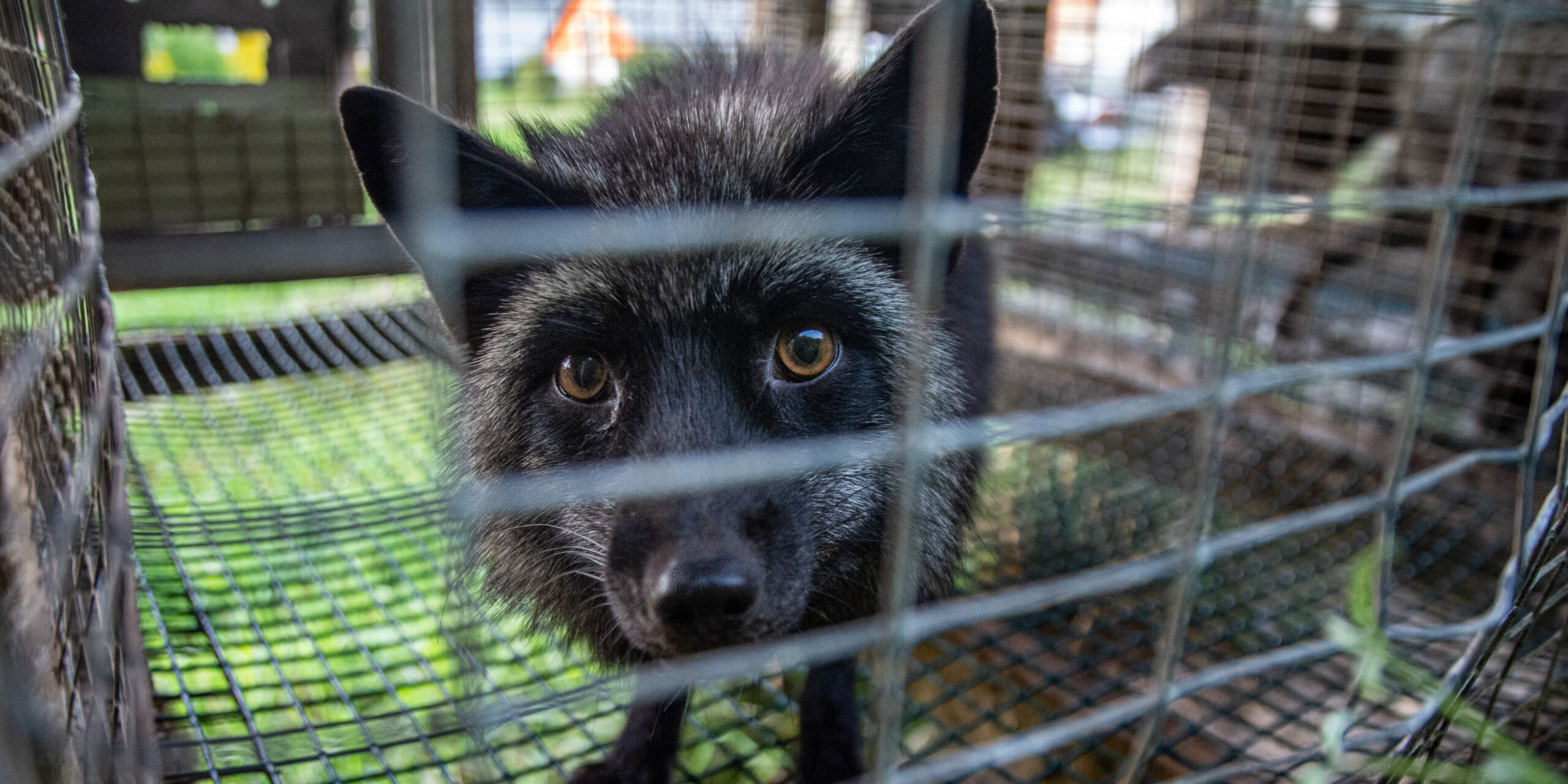 Tens of millions of animals are farmed and brutally killed for their ...